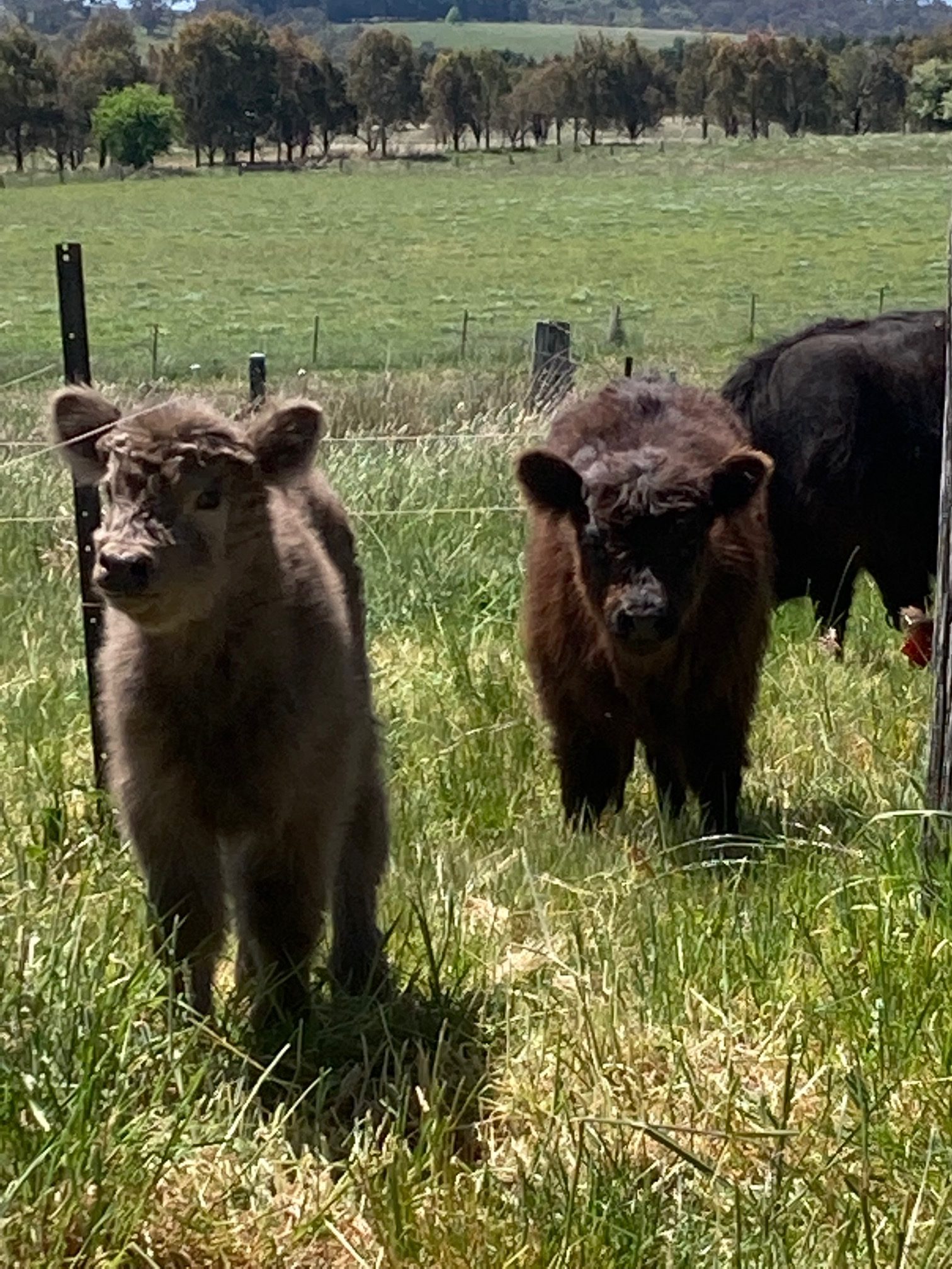 Monreith Galloway – Stock Sale – Galloways Australia